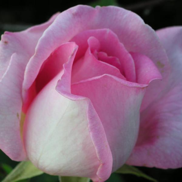 Taplant Rose Jennys Rose